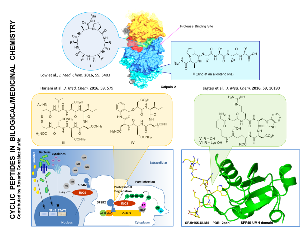 Cyclic Peptides in Biological/Medicinal Chemistry - The European ...